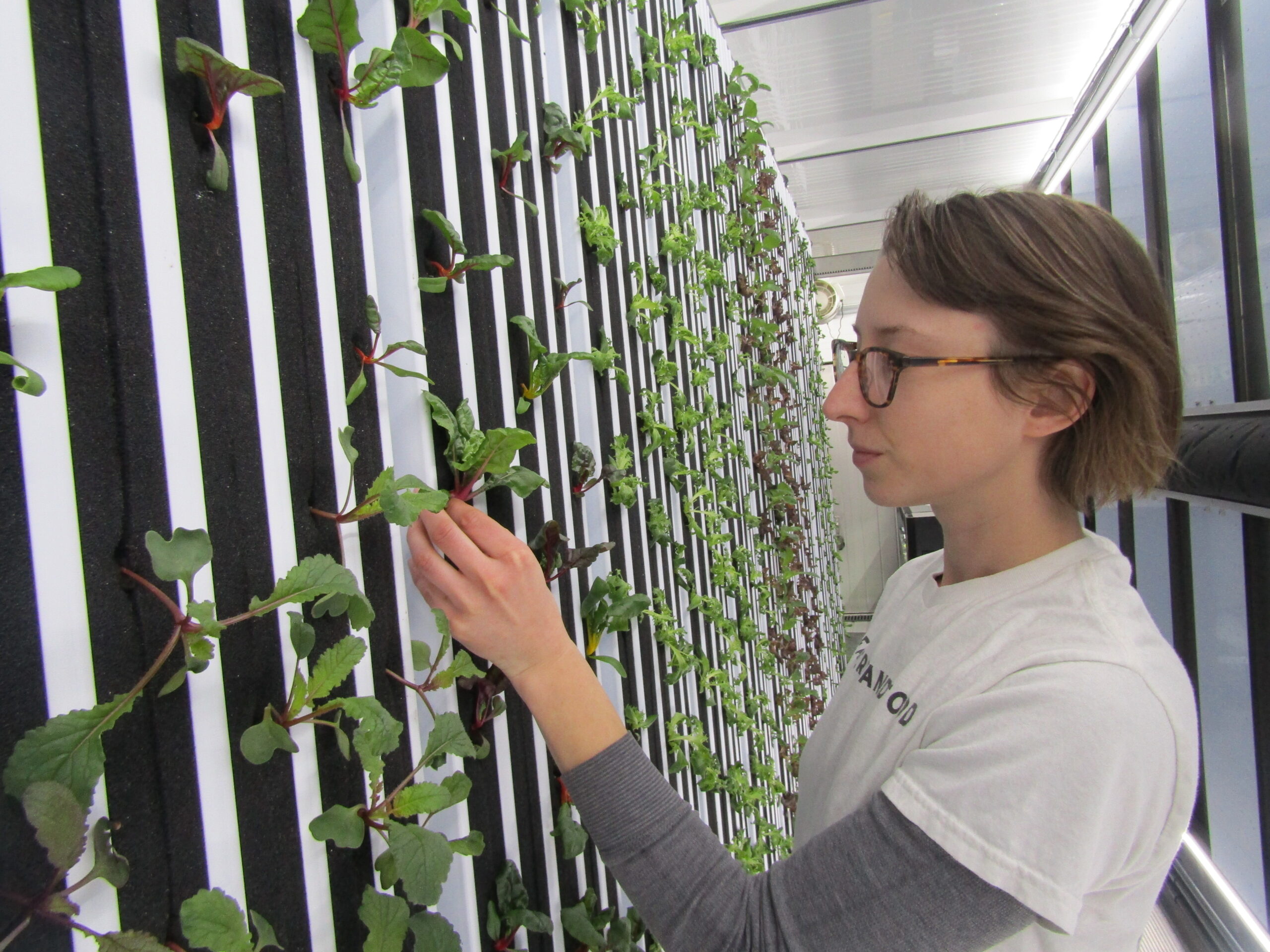 ‘Here we grow’ – Tapestry Farms' first harvest nears at freight farm