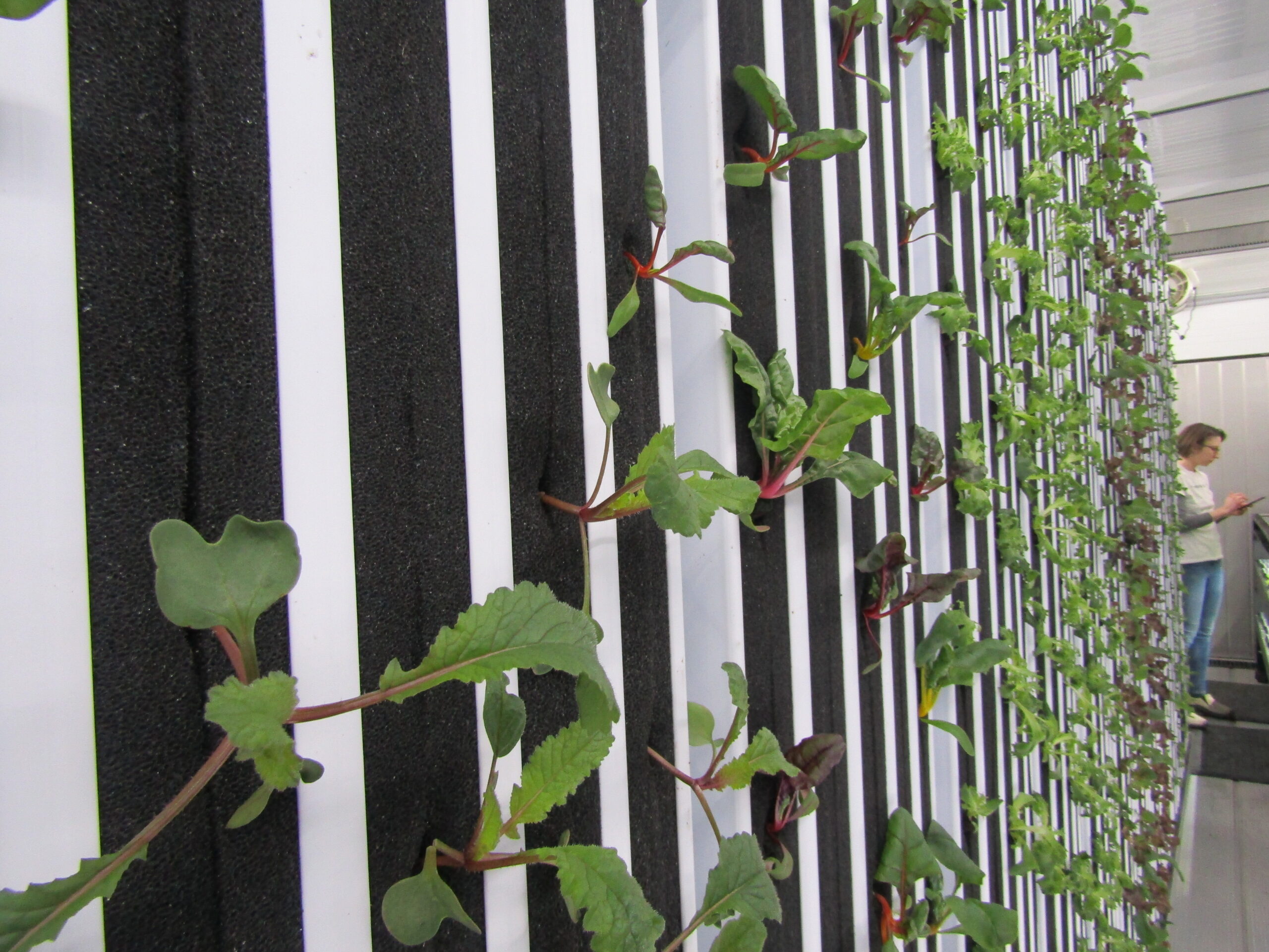 ‘Here we grow’ – Tapestry Farms' first harvest nears at freight farm