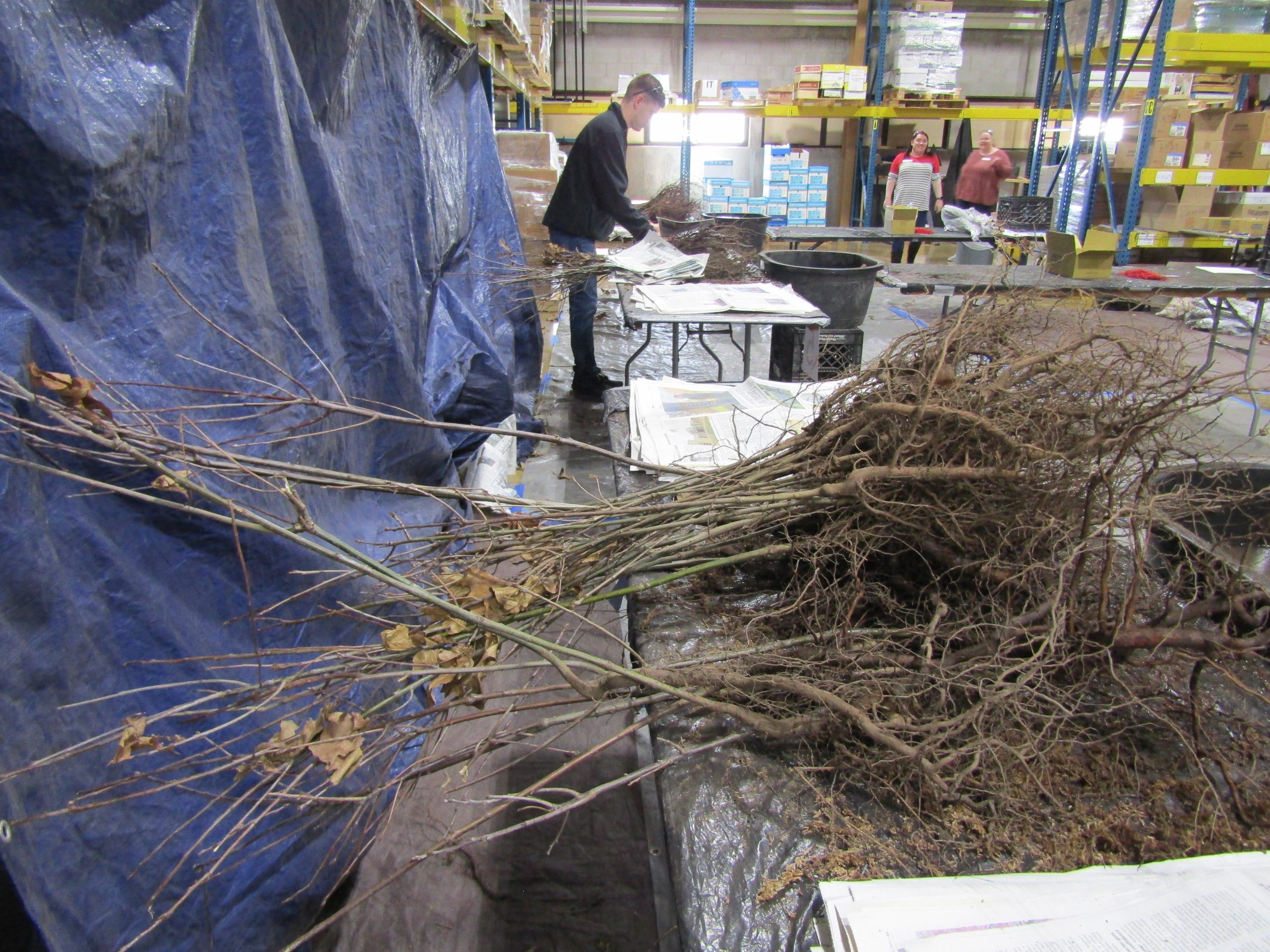 Modern Woodmen volunteers help with tree-planting project